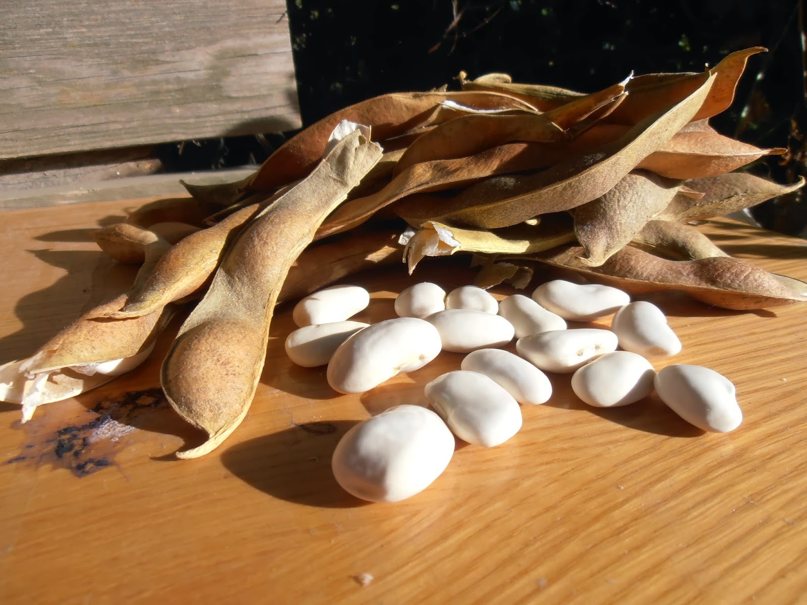 EL JUDIÓN DE LA GRANJA – Real Asociación Española de Cronistas Oficiales